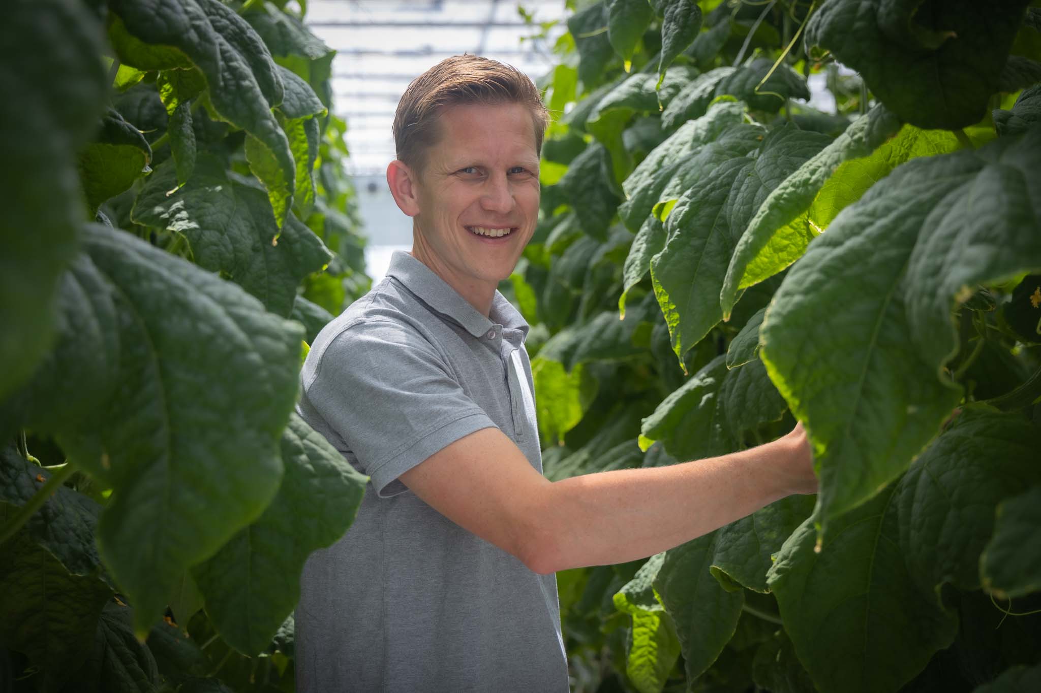 MR Seeds – Blue Radix