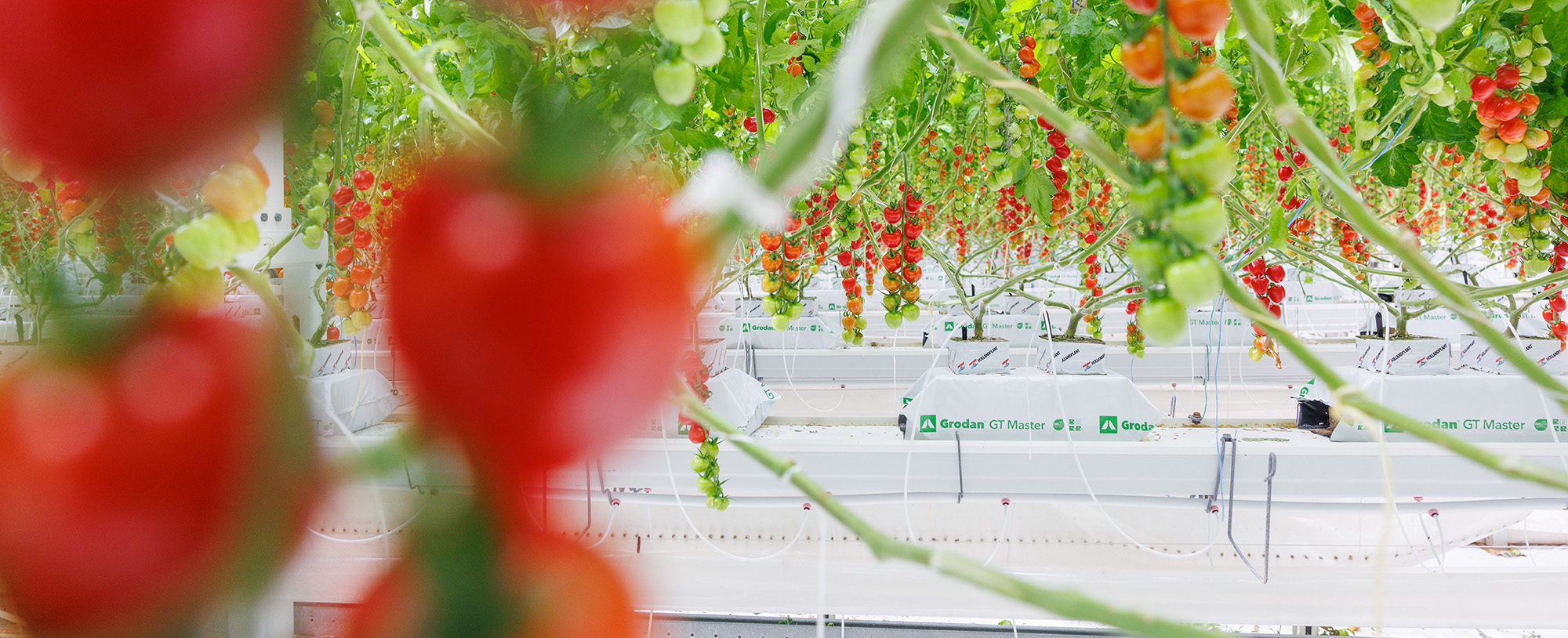 Solutions - Blue Radix